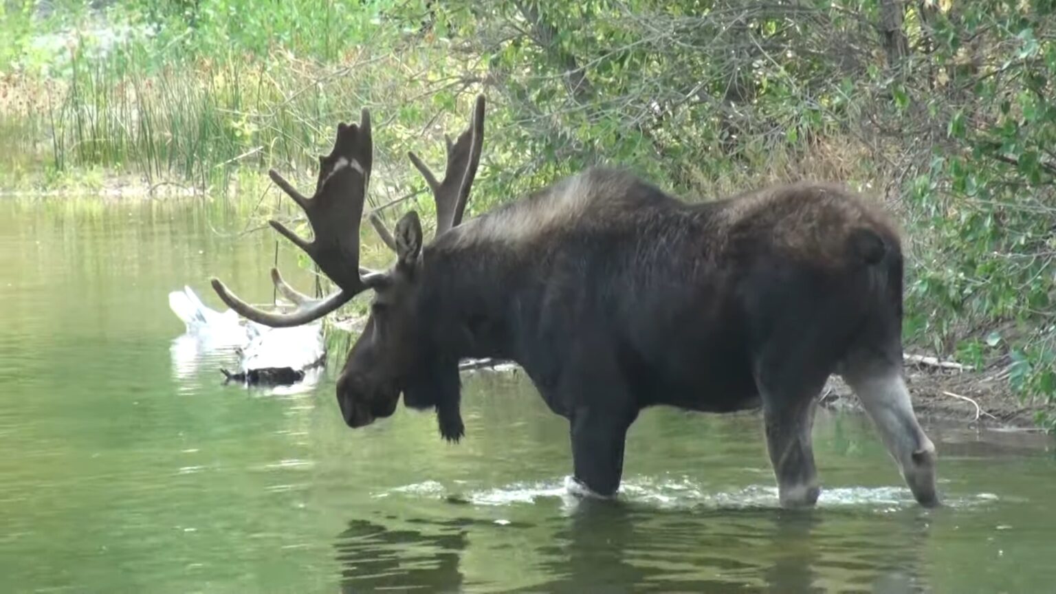 11 Most Dangerous (Deadliest) Animals in Washington State - Danger ...